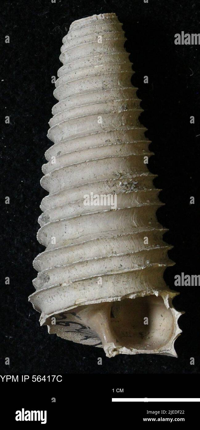Turritella trilira animalia hi-res stock photography and images - Alamy