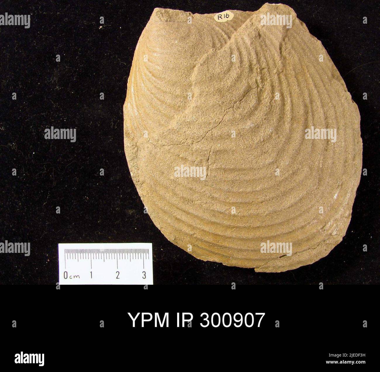 Inoceramus comancheanus cragin hi-res stock photography and images - Alamy