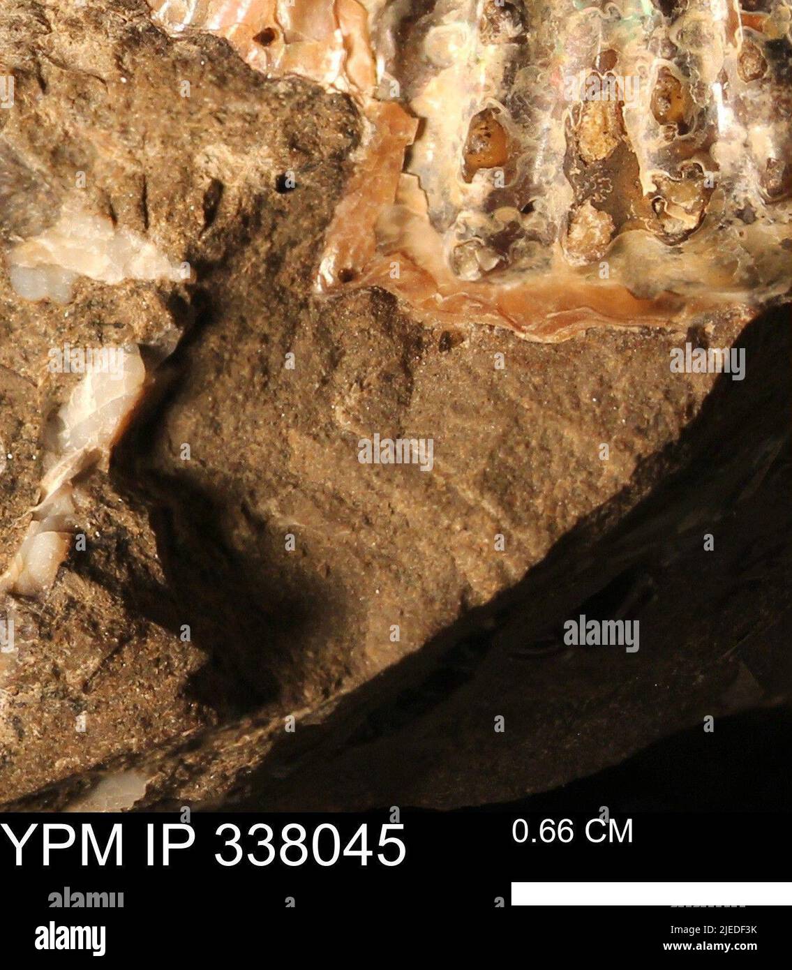 Scaphitidae hi-res stock photography and images - Alamy