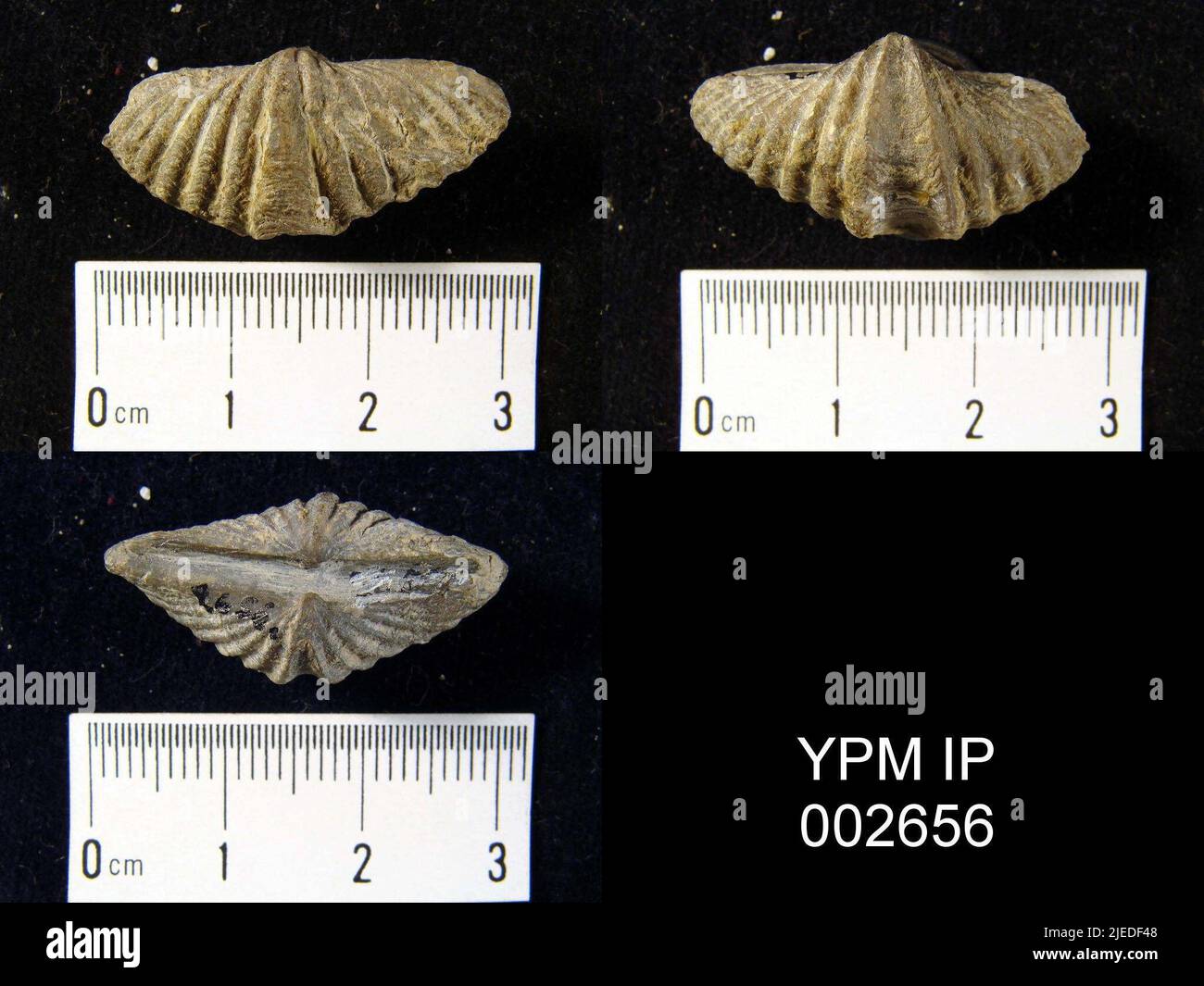 Spirifer sp hi-res stock photography and images - Alamy