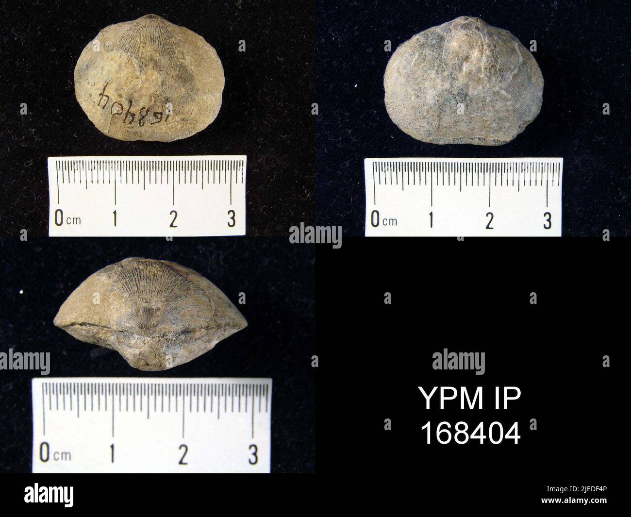 Multistriata hi-res stock photography and images - Alamy