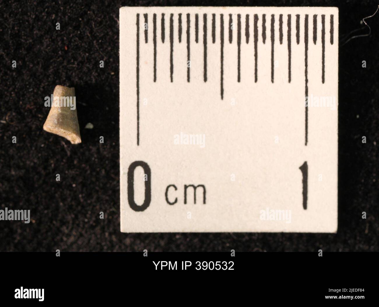 Codaster animalia hi-res stock photography and images - Alamy