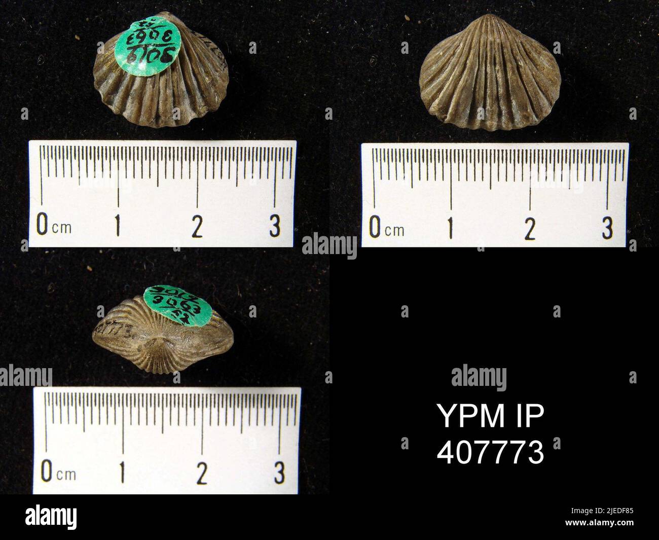 Nutrix hi-res stock photography and images - Alamy