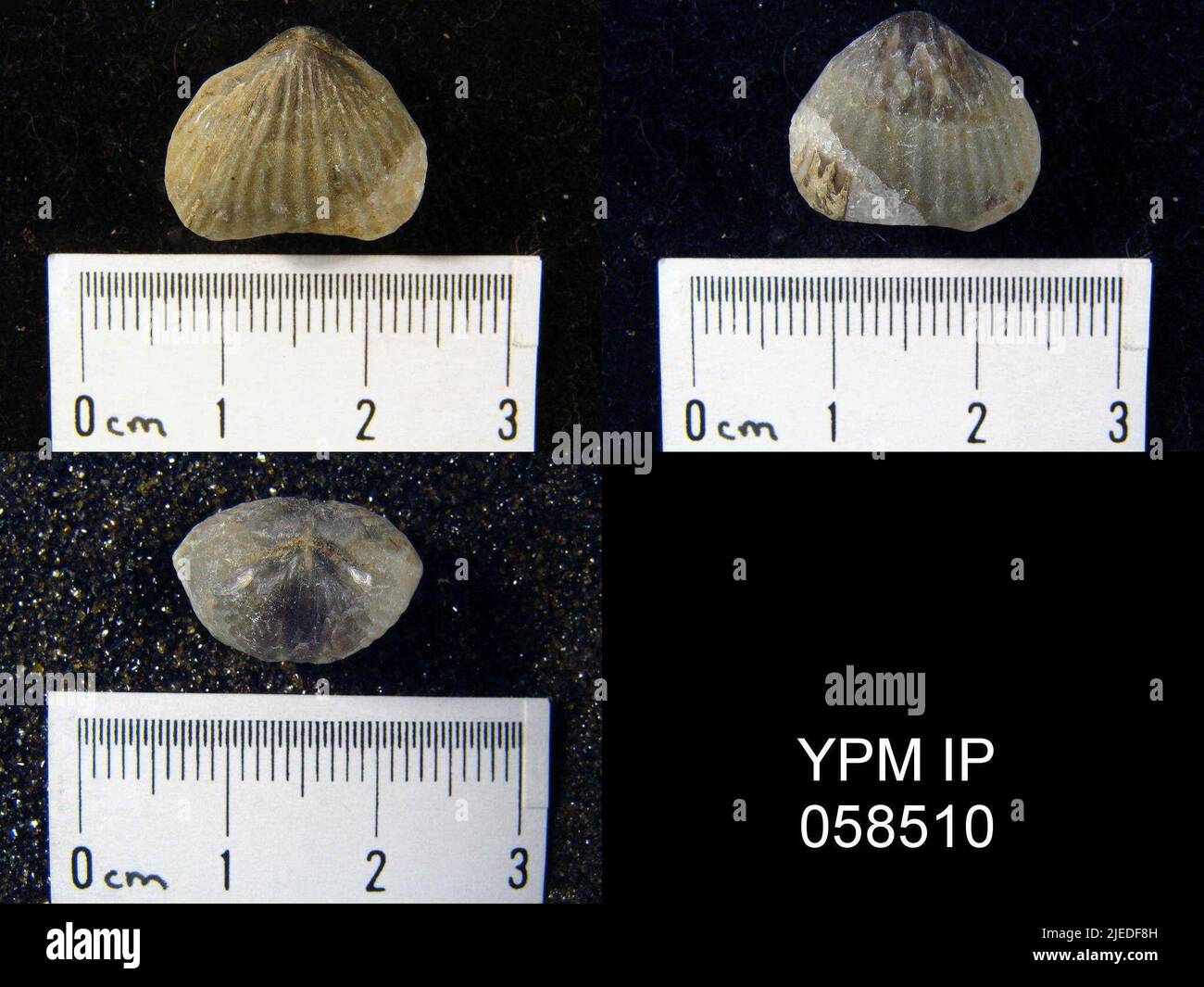 Anastrophia verneuili Hall, 1857 Stock Photo - Alamy