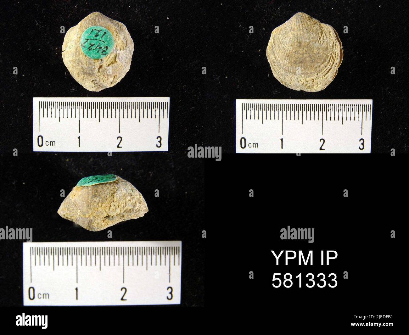 Atrypa sp animalia hi-res stock photography and images - Alamy