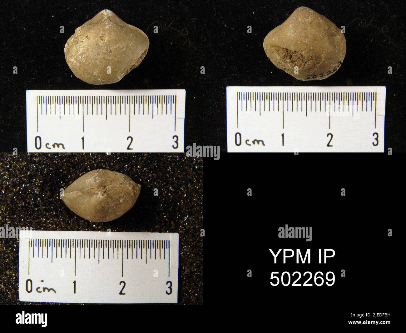 Squamularia perplexa (McChesney Stock Photo - Alamy