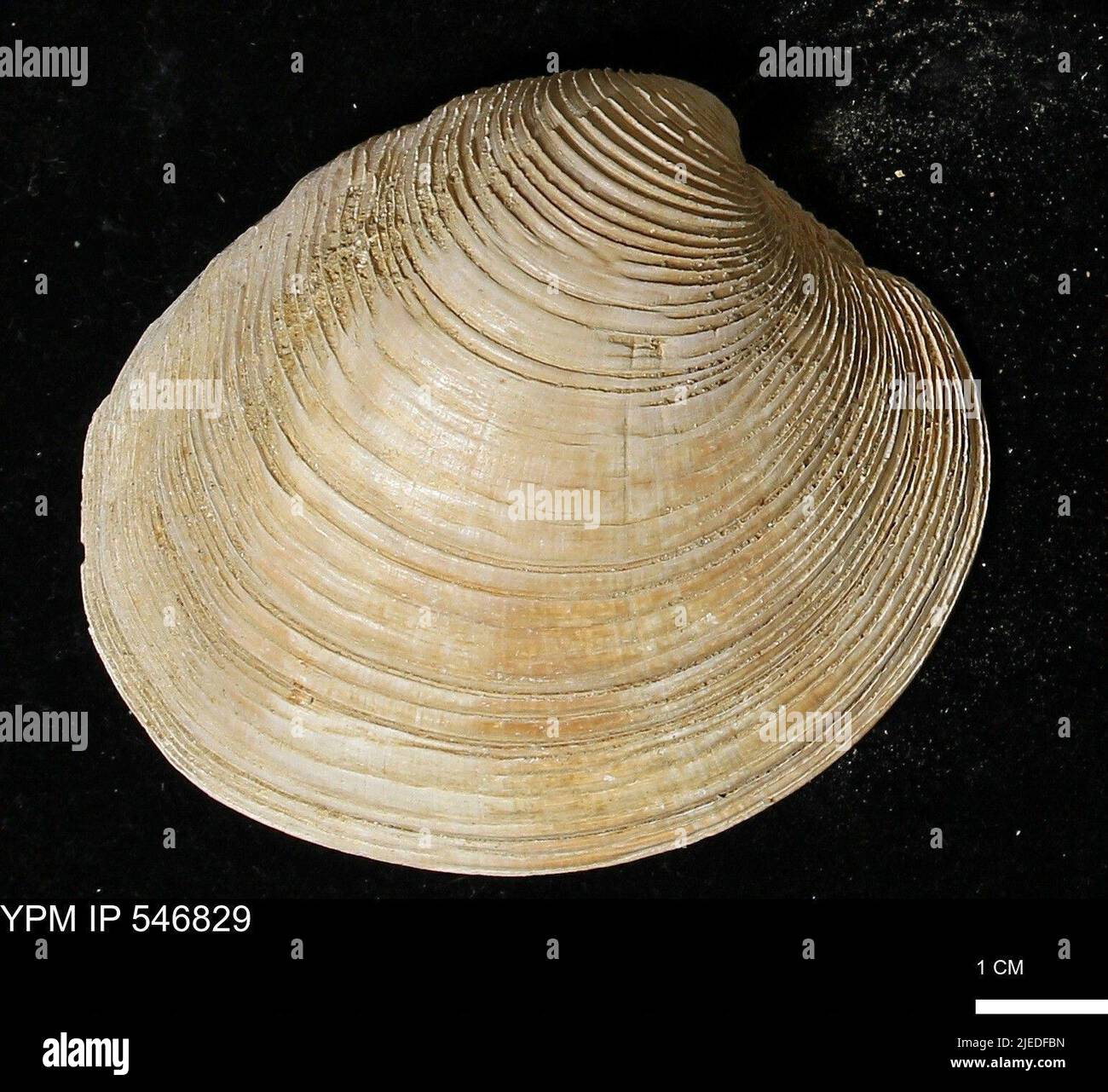 Venus mercenaria antiqua verrill hi-res stock photography and images ...