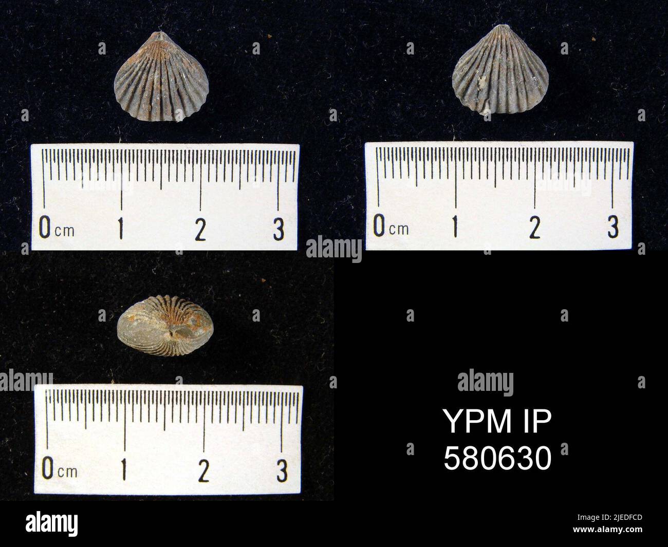 Undet rhynchonelliformea animalia hi-res stock photography and images ...