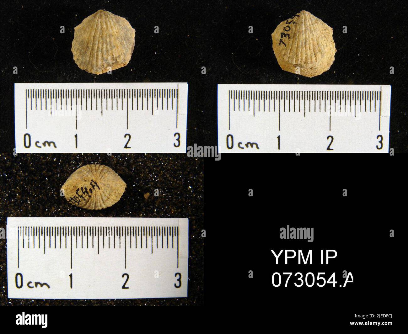 Atrypa tennesseensis Amsden Stock Photo - Alamy