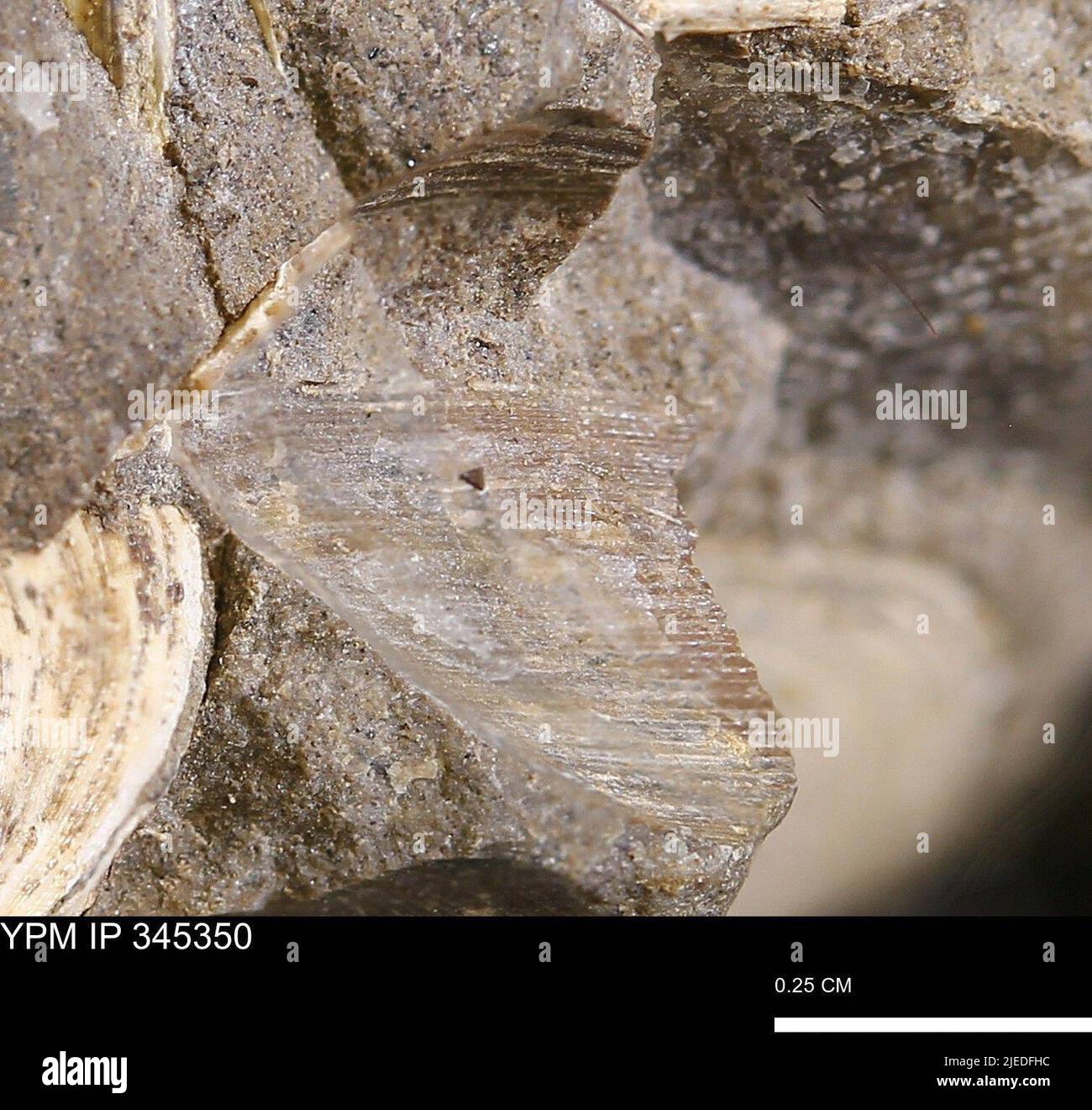 Classification of marine mollusks hi-res stock photography and images ...
