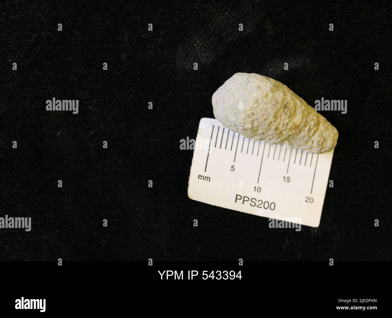 Ichnofossils hi-res stock photography and images - Alamy