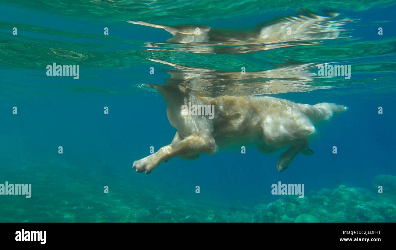 Can Golden Retrievers Swim Underwater