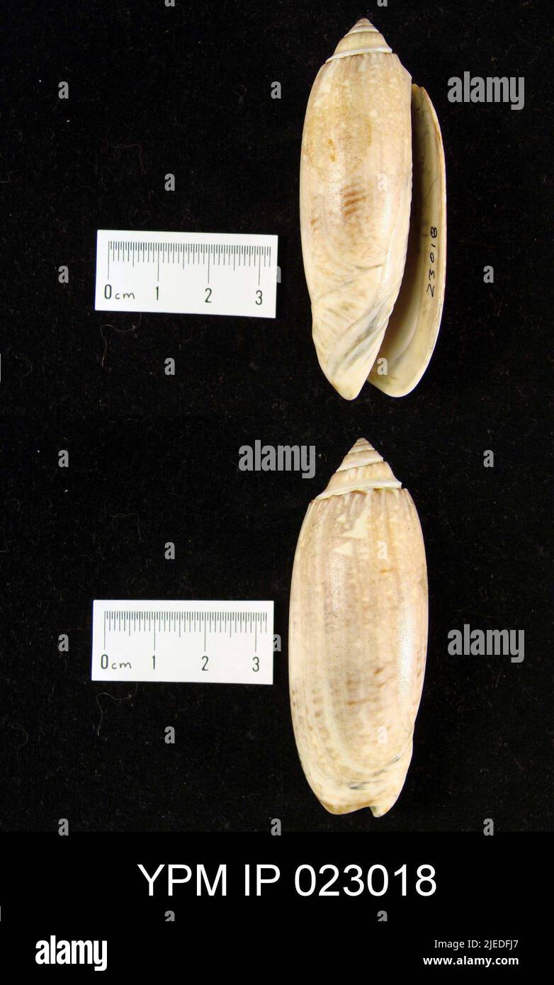 Caenogastropoda hi-res stock photography and images - Alamy