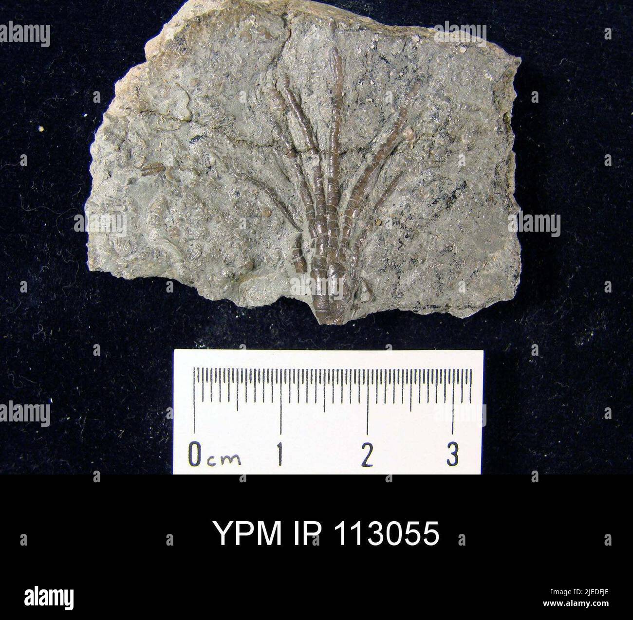 Crinoid calyx hi-res stock photography and images - Alamy