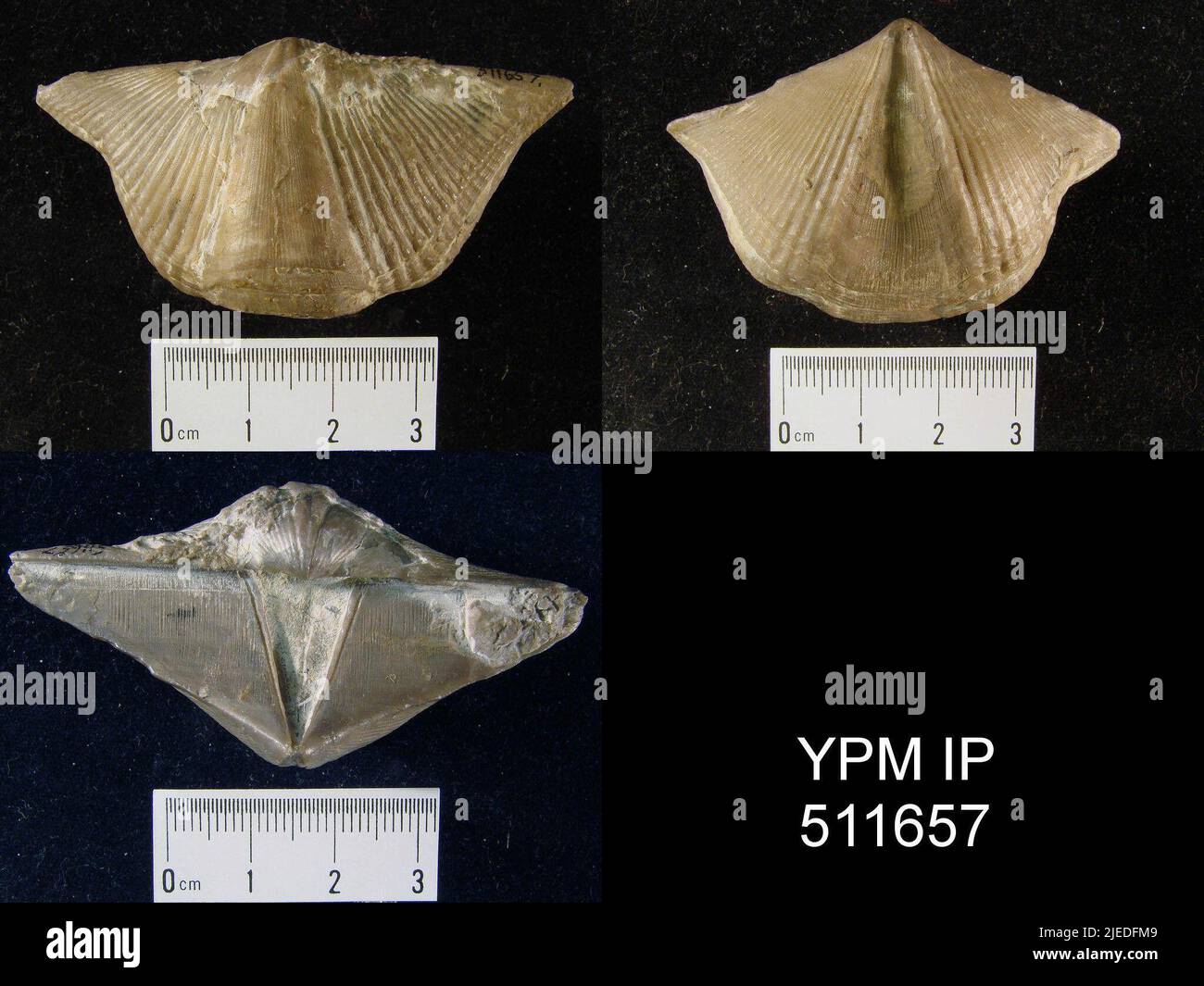 Spirifer cf. euryteines Owen, 1844 Stock Photo - Alamy