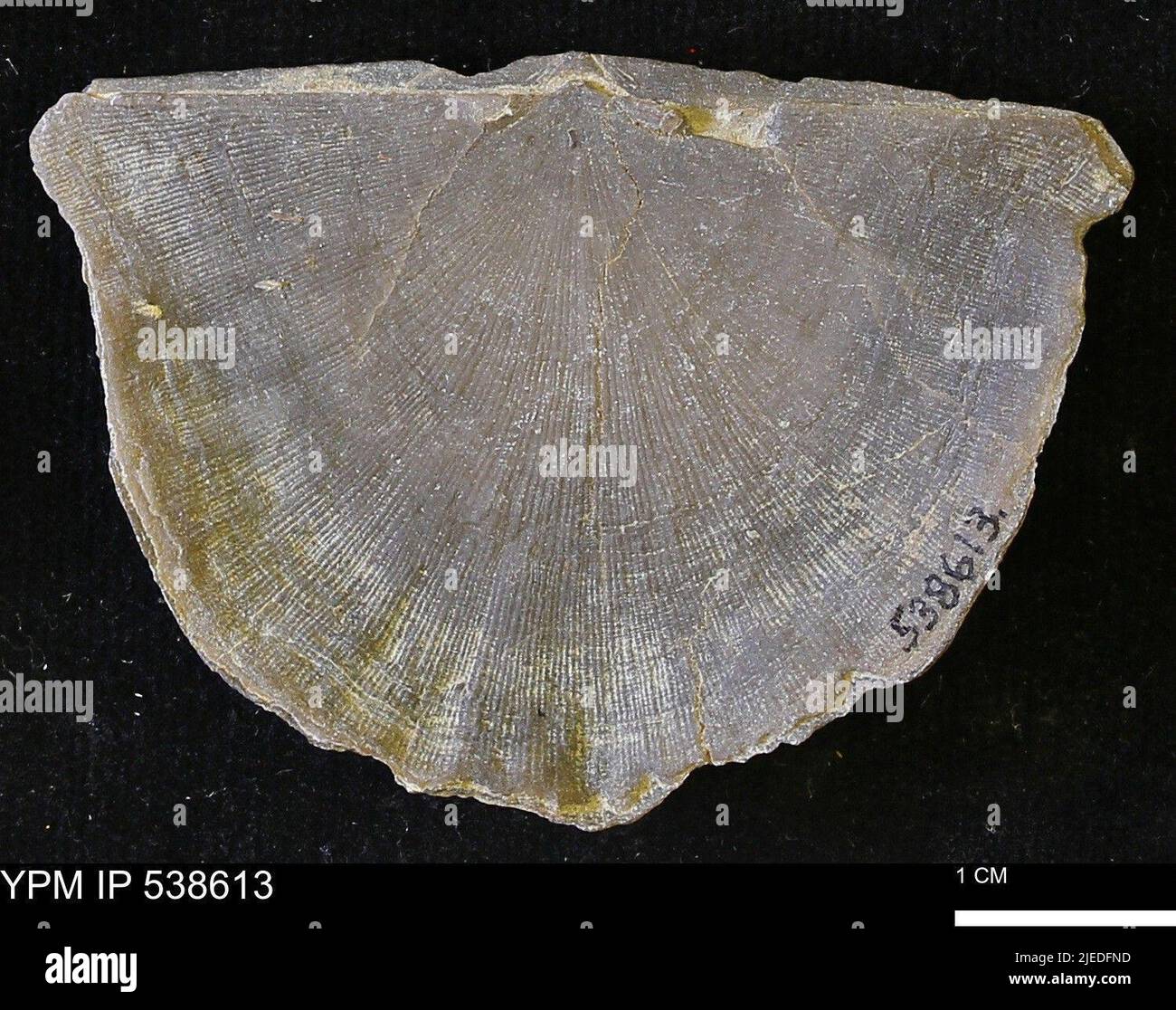 Rafinesquina alternata fracta meek hi-res stock photography and images ...