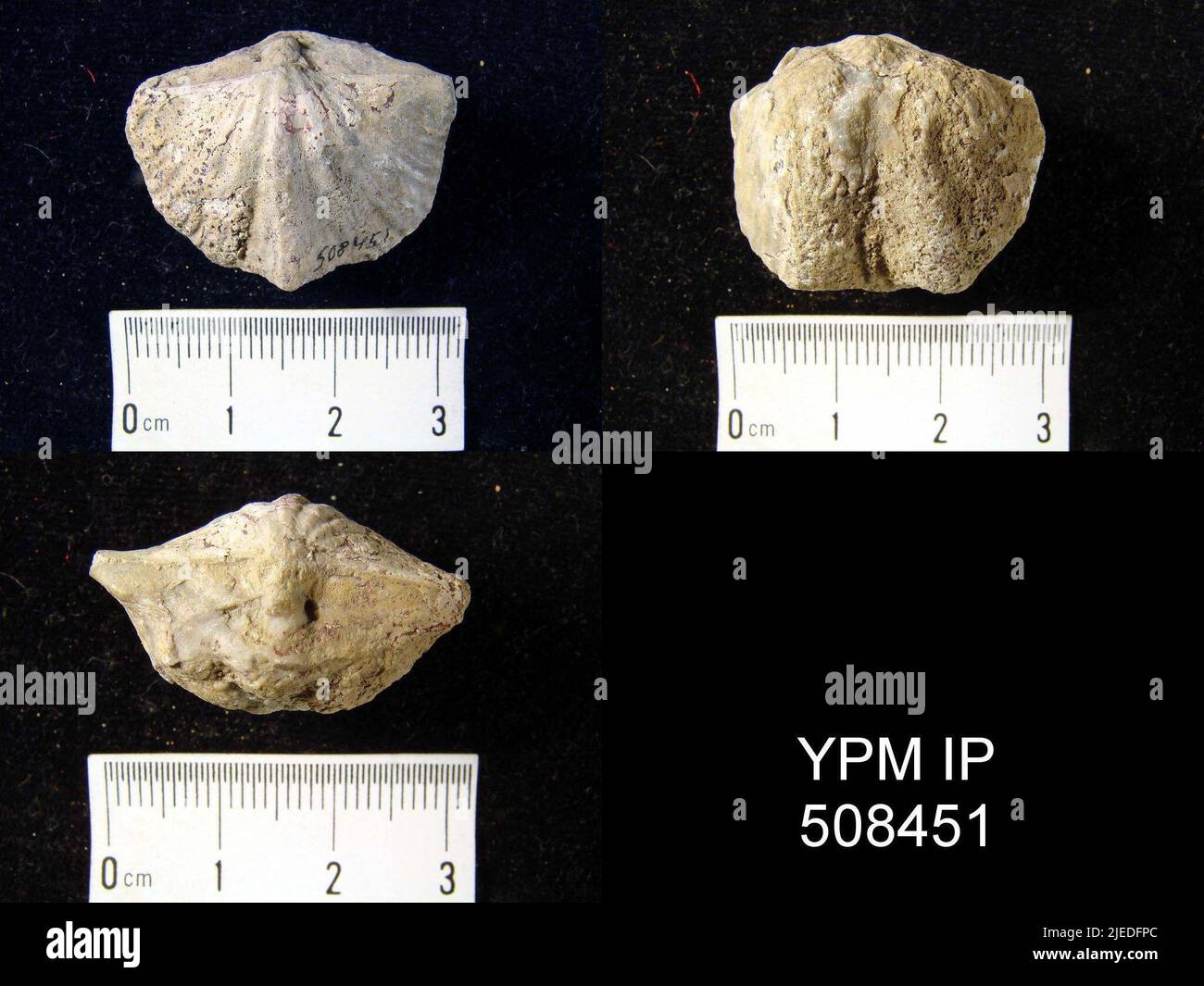 Neospirifer sp animalia hi-res stock photography and images - Alamy