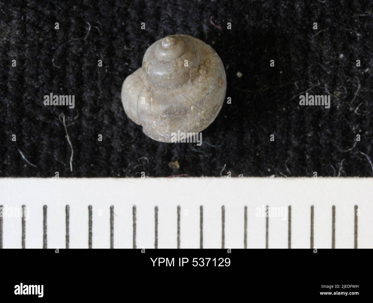 Viviparidae viviparus hi-res stock photography and images - Alamy