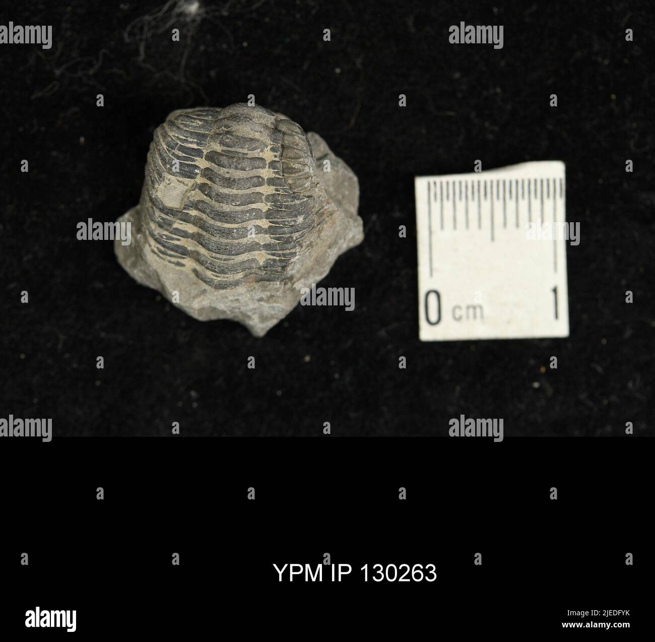 Eldredgeops rana (Green Stock Photo - Alamy