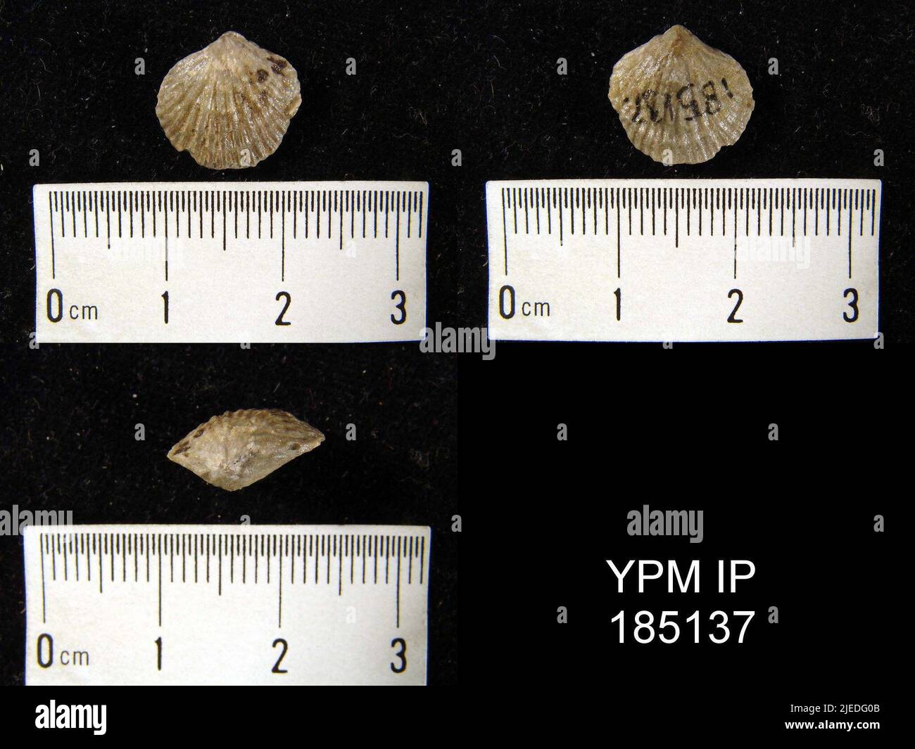 1767 animalia hi-res stock photography and images - Alamy