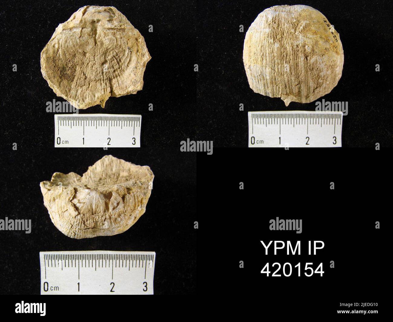 Dictyoclostus sp animalia hi-res stock photography and images - Alamy