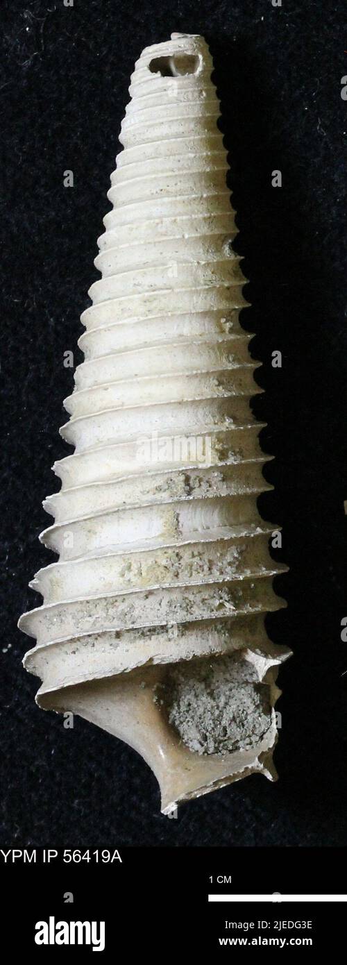 Turritella trilira animalia hi-res stock photography and images - Alamy