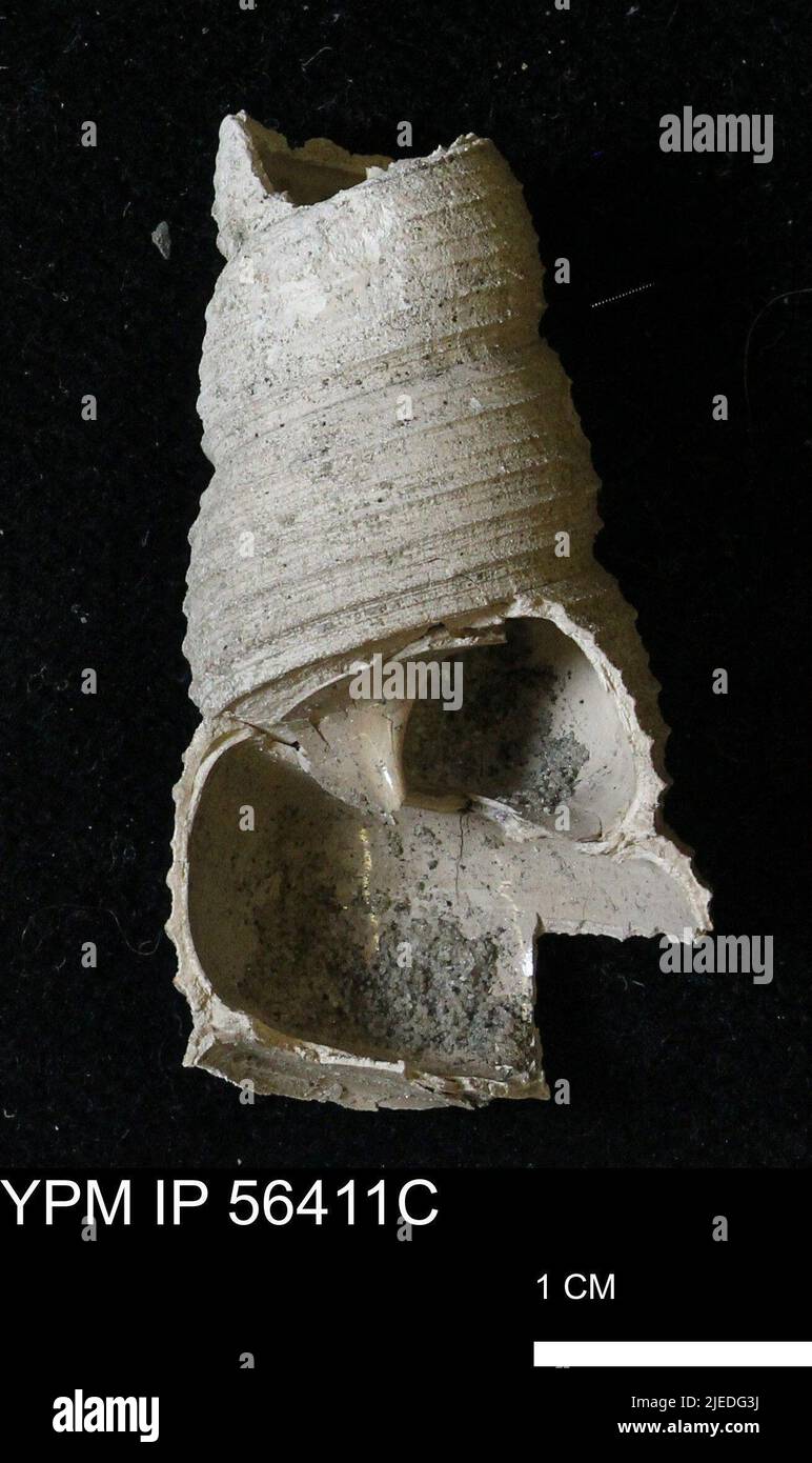 Turritella sp animalia hi-res stock photography and images - Alamy