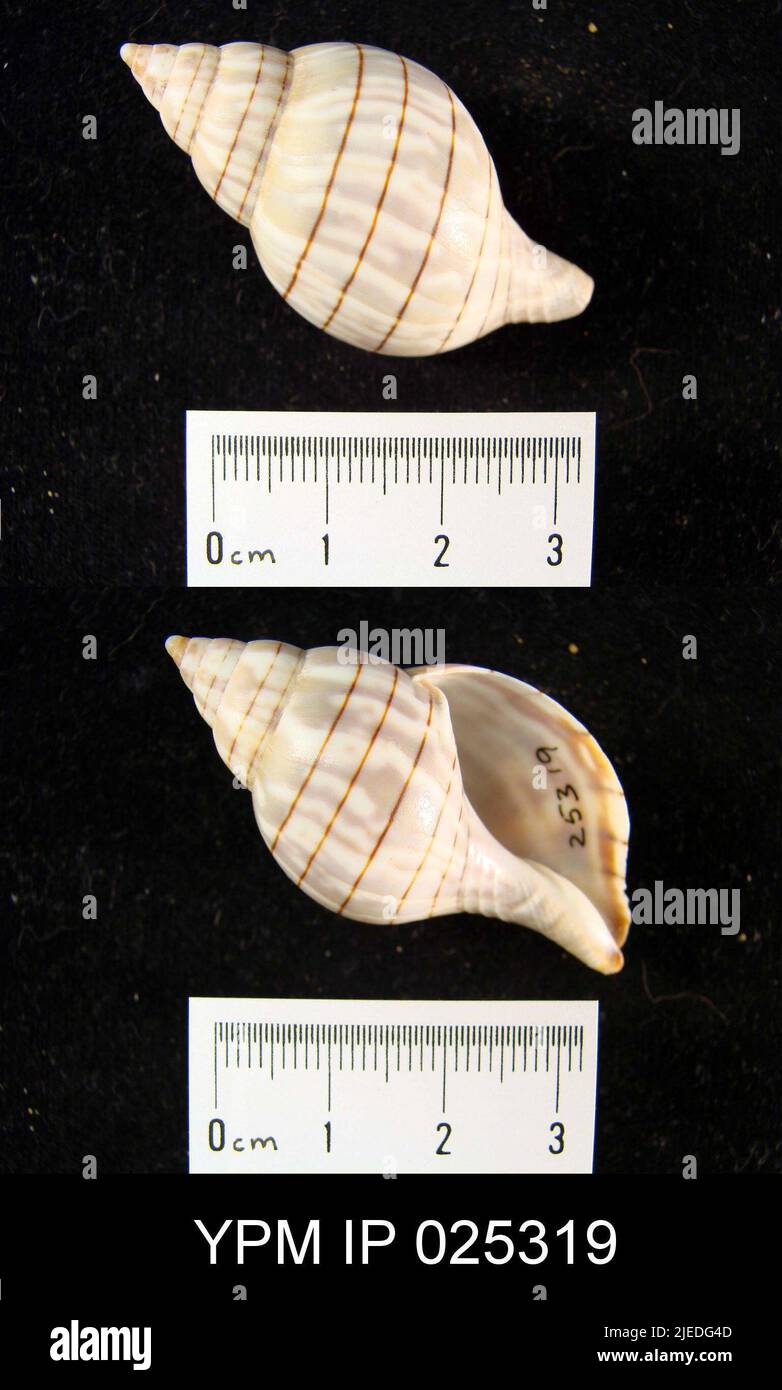 Fasciolaria lilium hunteriana animalia hi-res stock photography and ...