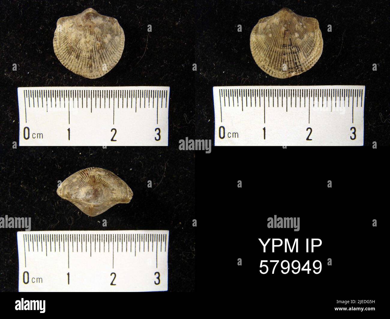 Atrypa sp animalia hi-res stock photography and images - Alamy