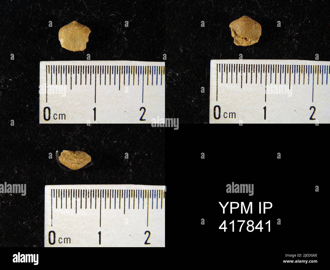 Dalmanella sp hi-res stock photography and images - Alamy