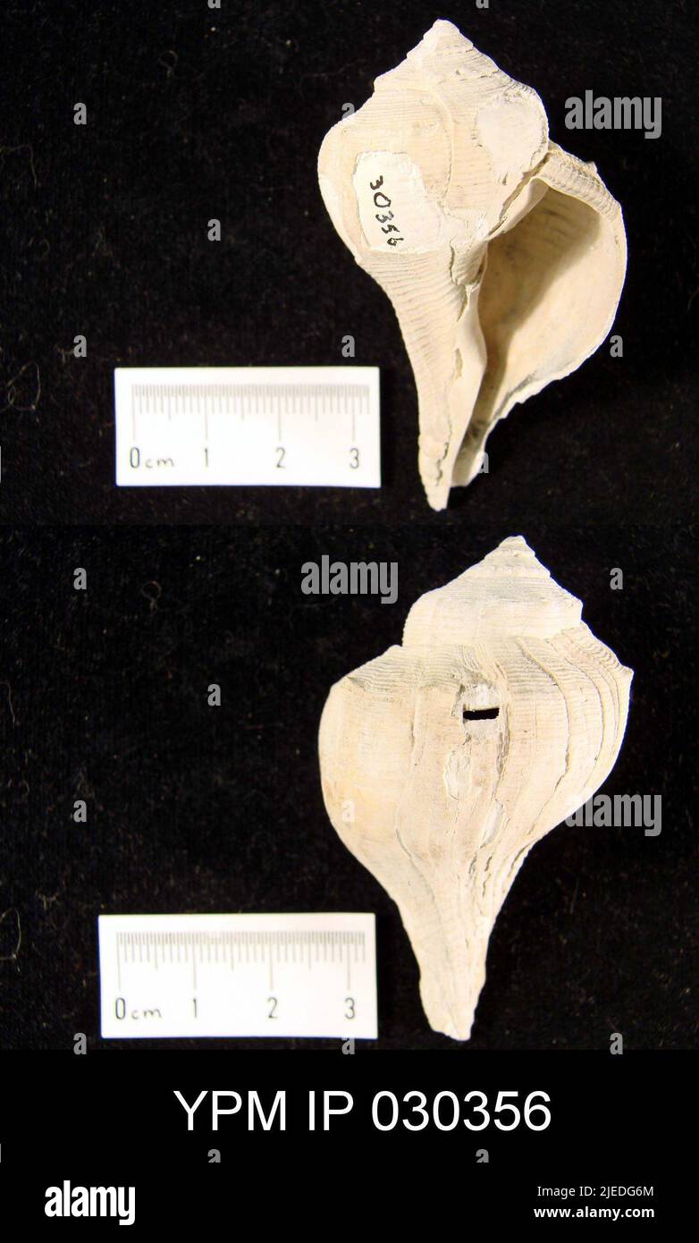 Caenogastropoda hi-res stock photography and images - Alamy