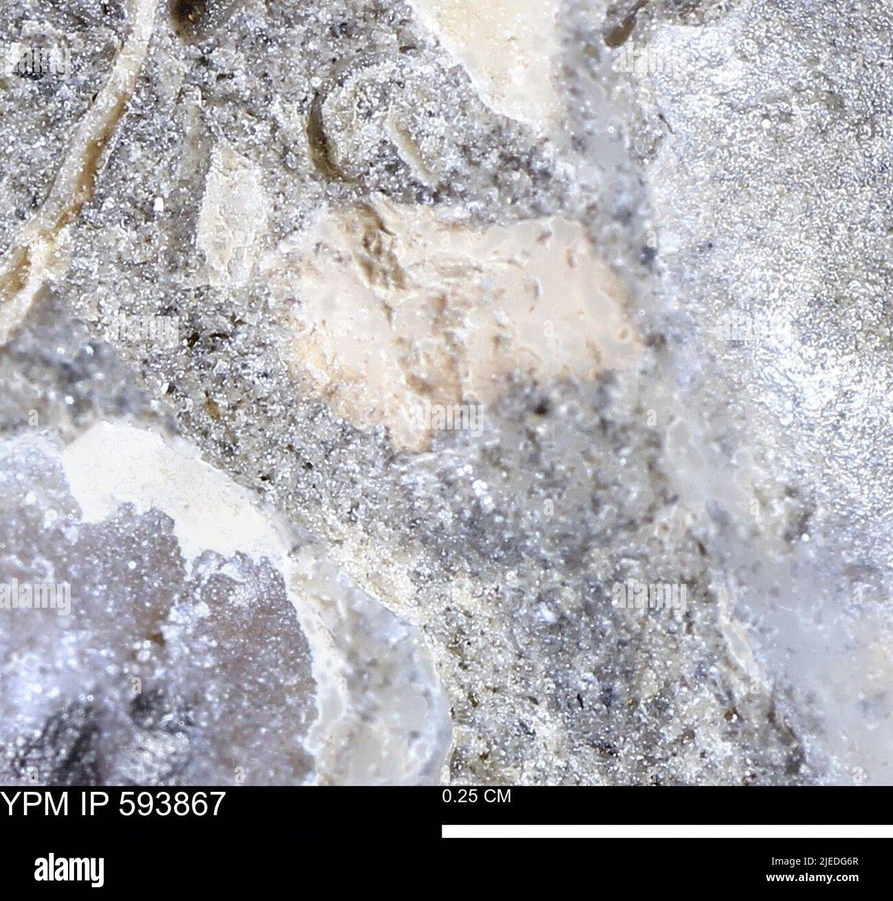 Undet animalia animalia animals hi-res stock photography and images - Alamy