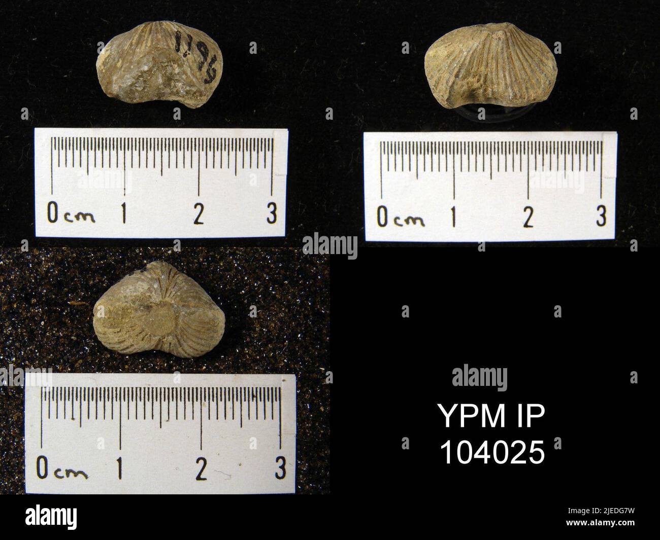 1827 animalia hi-res stock photography and images - Alamy