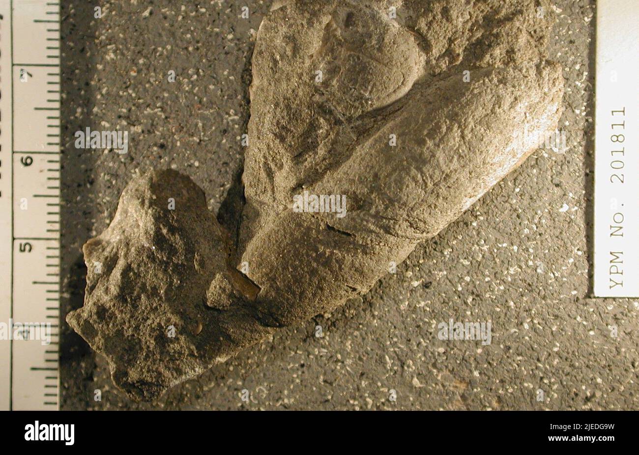 Subulites hyatti MS name Stock Photo - Alamy