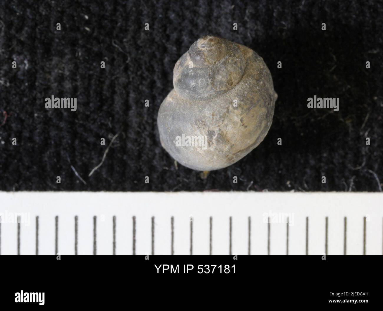 Viviparus montanaensis stanton hi-res stock photography and images - Alamy