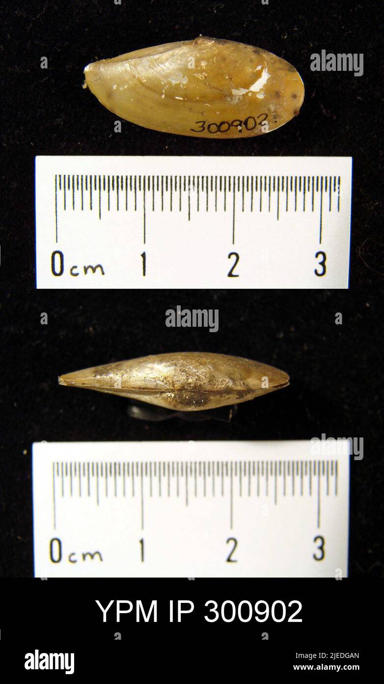 1831 animalia hi-res stock photography and images - Alamy