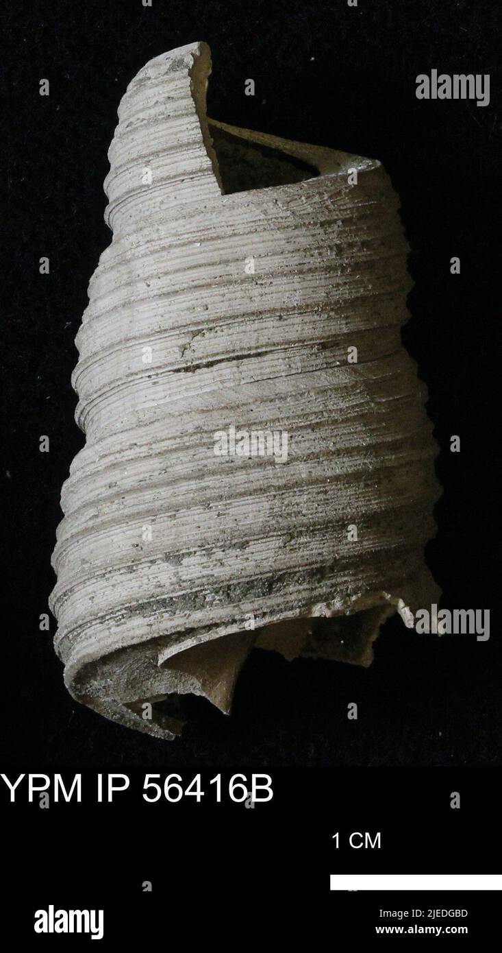 Turritella sp animalia hi-res stock photography and images - Alamy