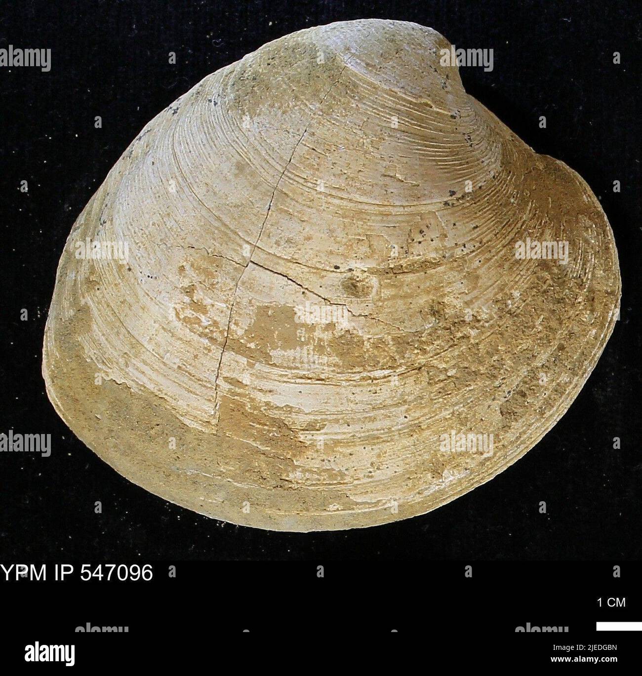 Mercenaria mercenaria linnaeus hi-res stock photography and images - Alamy