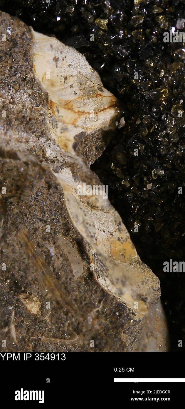 Ammonoidea ammonites hi-res stock photography and images - Alamy