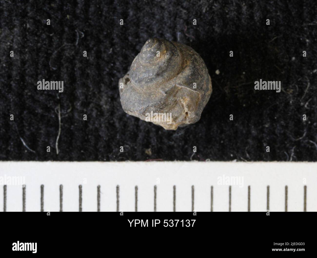 Viviparus montanaensis Stanton Stock Photo - Alamy