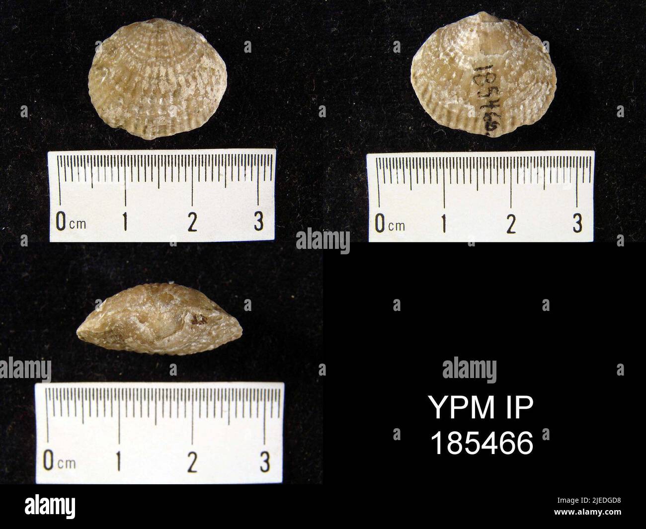 Atrypa aspera animalia hi-res stock photography and images - Alamy