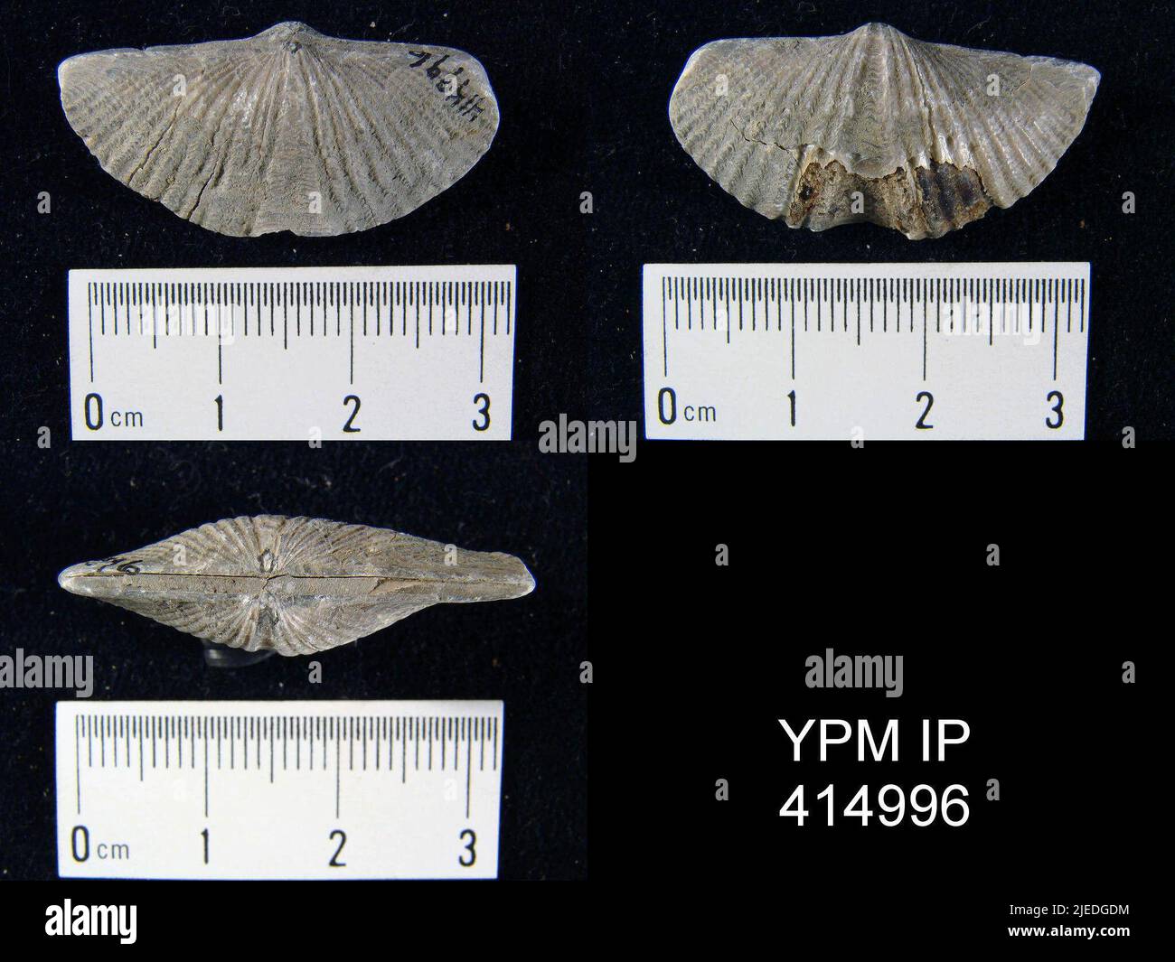 Mucrospirifer sp hi-res stock photography and images - Alamy