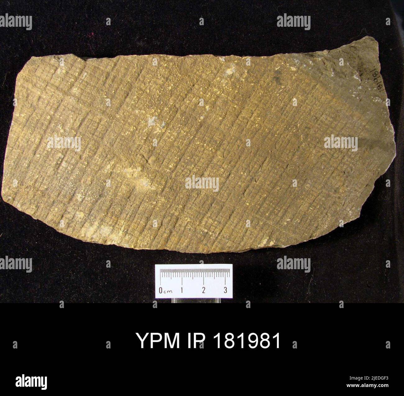 Hyalospongea hi-res stock photography and images - Alamy