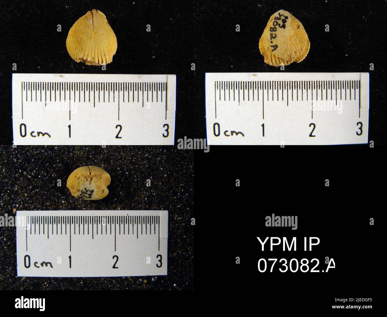Wilsonella compressa Amsden, 1949 Stock Photo - Alamy
