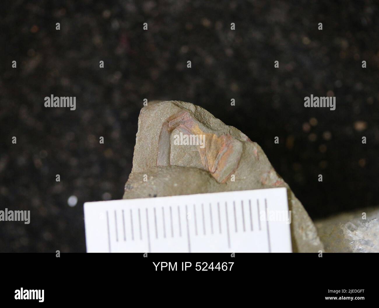 Cothurnocystis sp animalia hi-res stock photography and images - Alamy