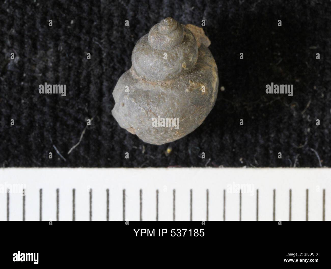 Viviparus hi-res stock photography and images - Alamy