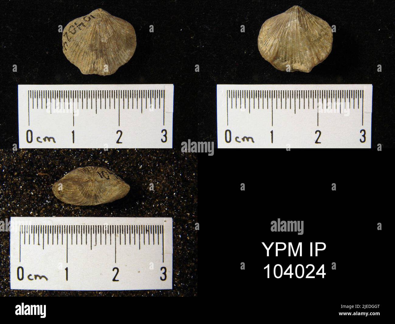 Atrypa marginalis dalman hi-res stock photography and images - Alamy