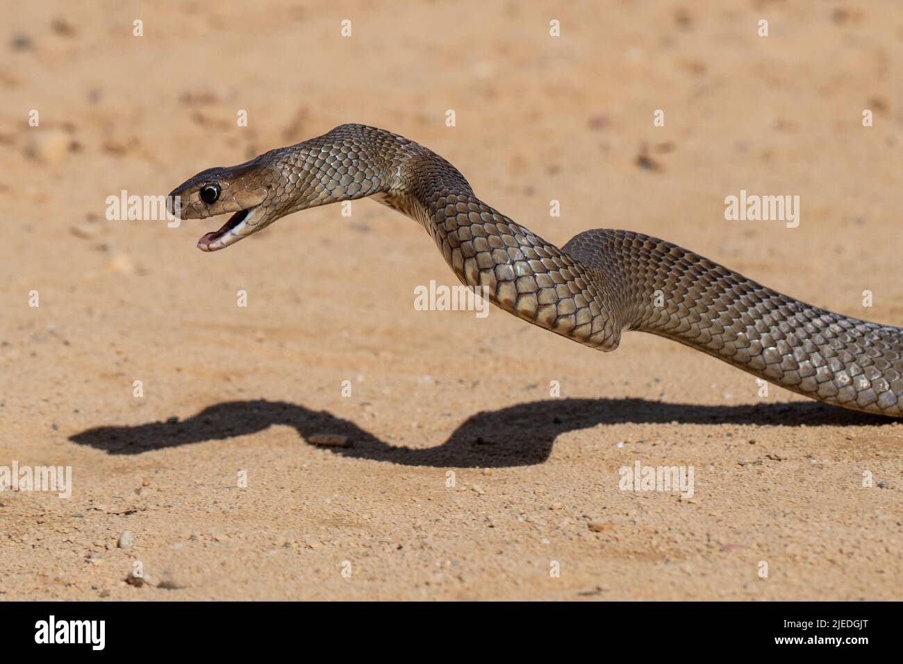 Snake in striking position hi-res stock photography and images - Alamy