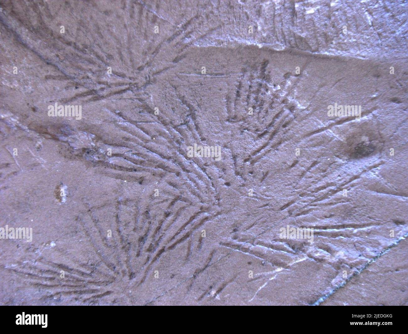 Oldhamia antiqua Kinahan, 1858 Stock Photo - Alamy