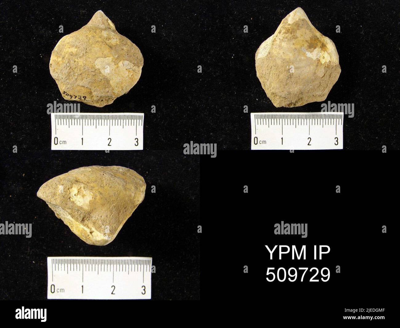 Stringocephalus dorsatus Goldfuss Stock Photo - Alamy